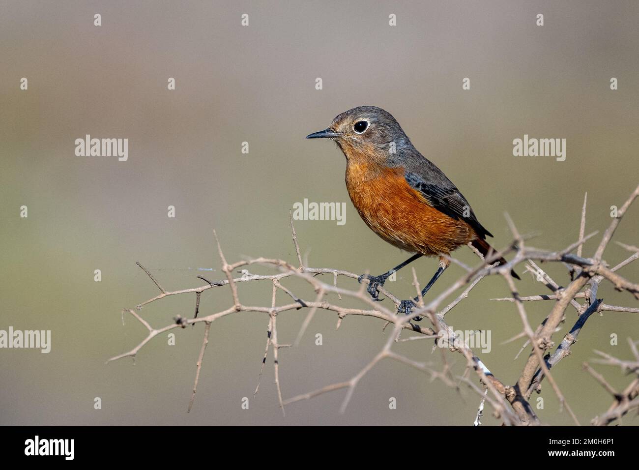 Female phoenicurus hi-res stock photography and images - Alamy