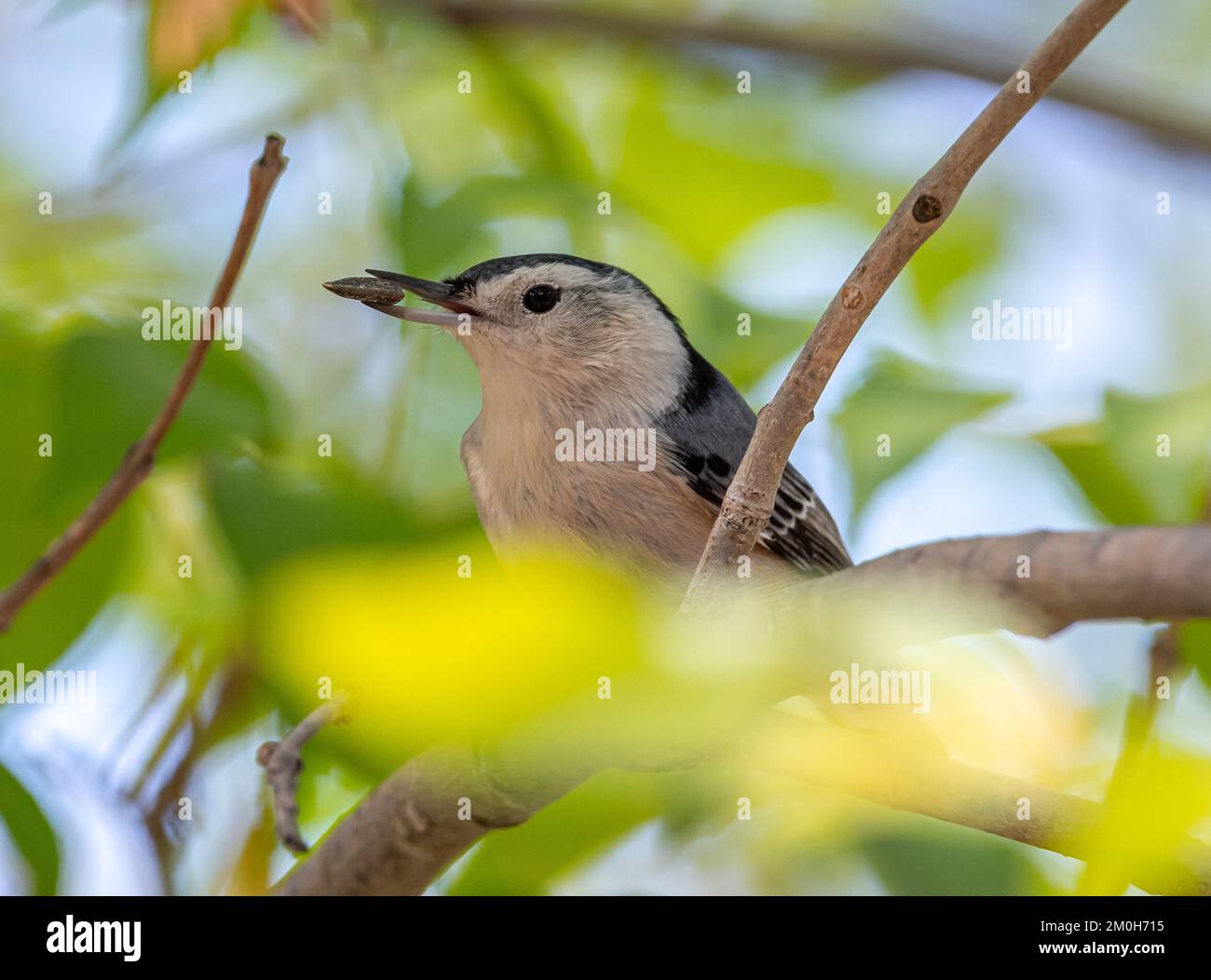A White-breasted Nuthatch captured through a window of green foliage ...