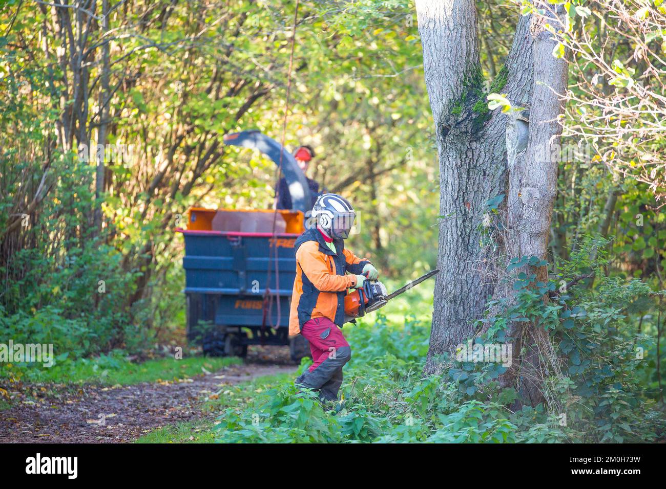 Rear view of a tree surgeon and assistant cutting down a large tree in ...