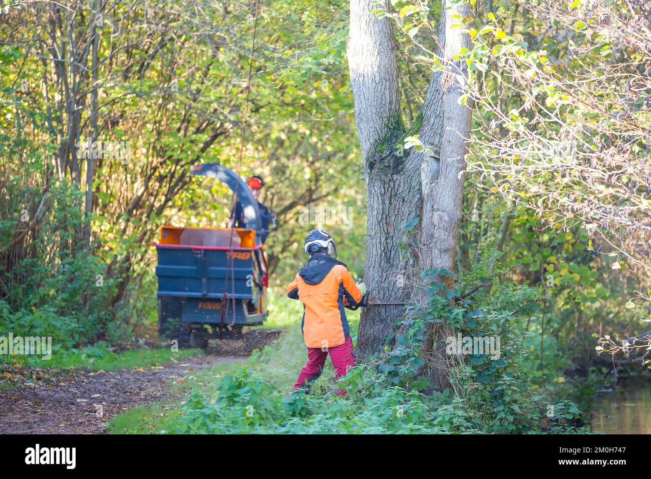 Rear view of a tree surgeon and assistant cutting down a large tree in ...