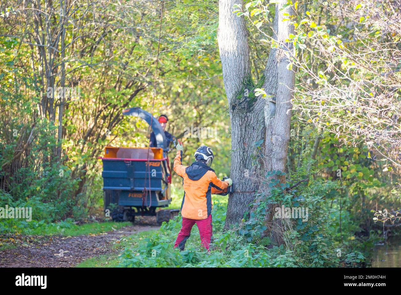 Rear view of a tree surgeon and assistant cutting down a large tree in ...