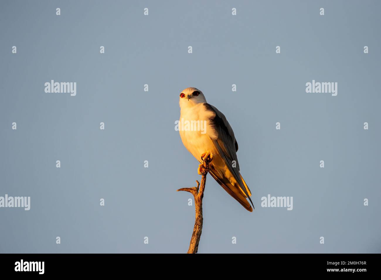 Black-shouldered Kite (Elanus caeruleus) Kgalagadi Transfrontier Park ...