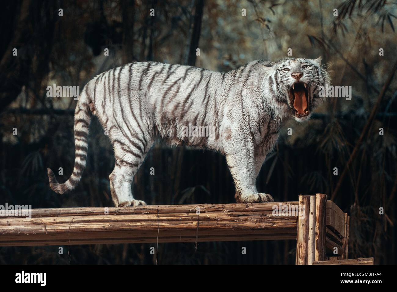 White Tiger at Chimelong zoo hungry angry Stock Photo - Alamy