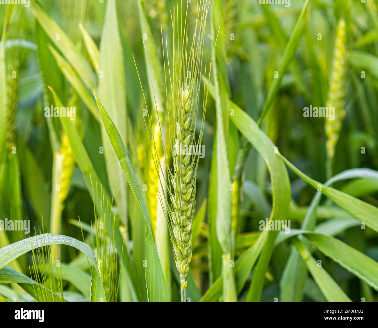 Common wheat plant hi-res stock photography and images - Alamy