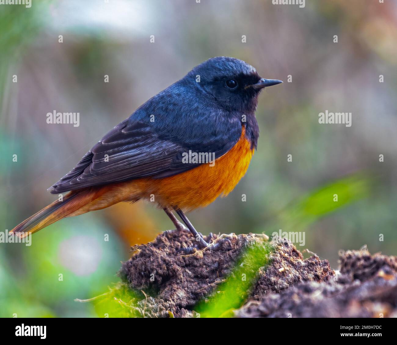 Black redstart bird resting hi-res stock photography and images - Alamy