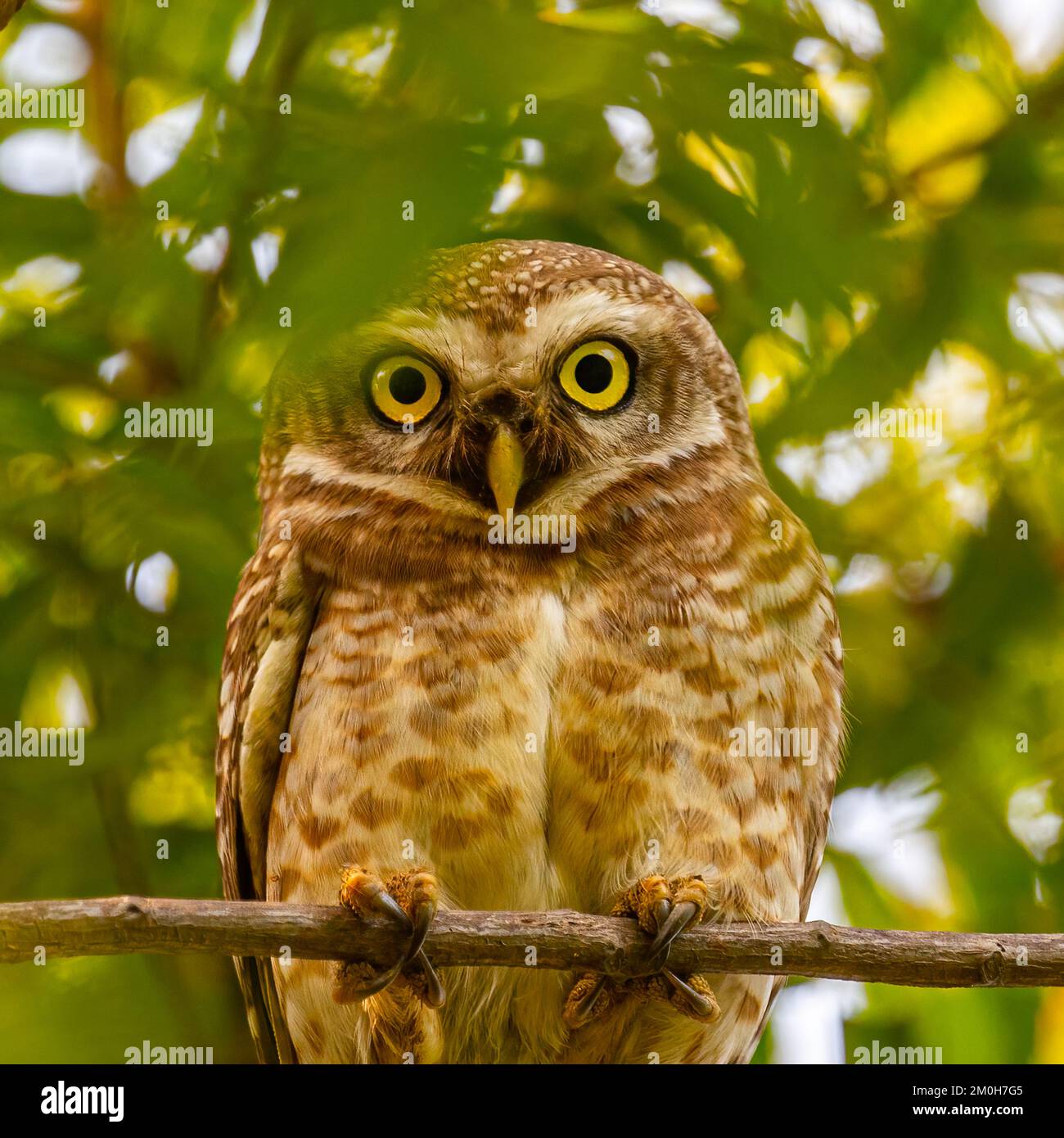 Direct eye fauna hi-res stock photography and images - Alamy