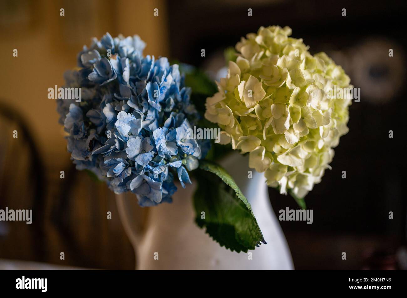 A blue and a white bigleaf hydrangea flowers in a vase Stock Photo - Alamy