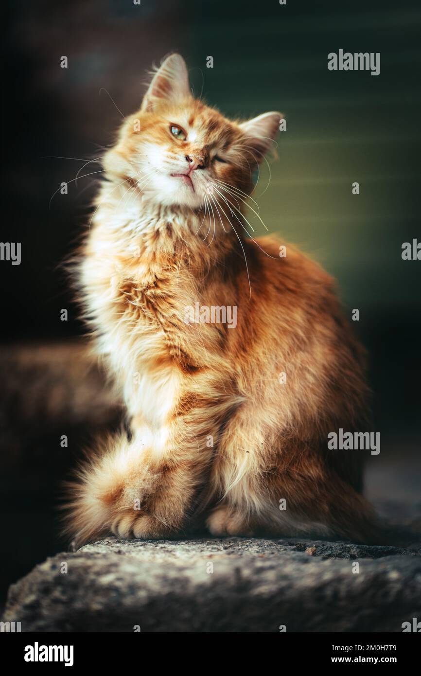 Istanbul stray cat portrait street ginger cat Stock Photo - Alamy