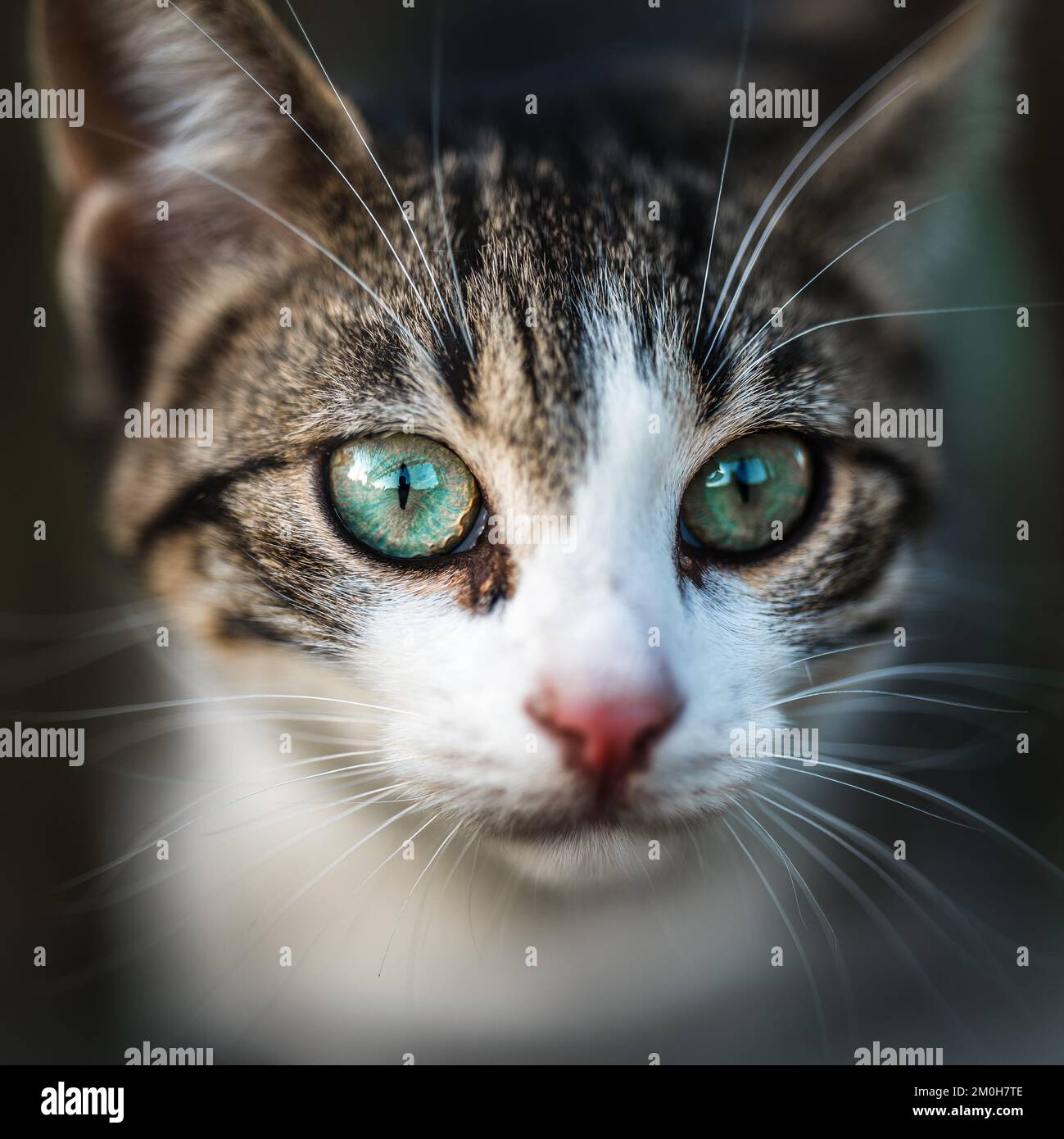 Cat close up portrait hi-res stock photography and images - Alamy