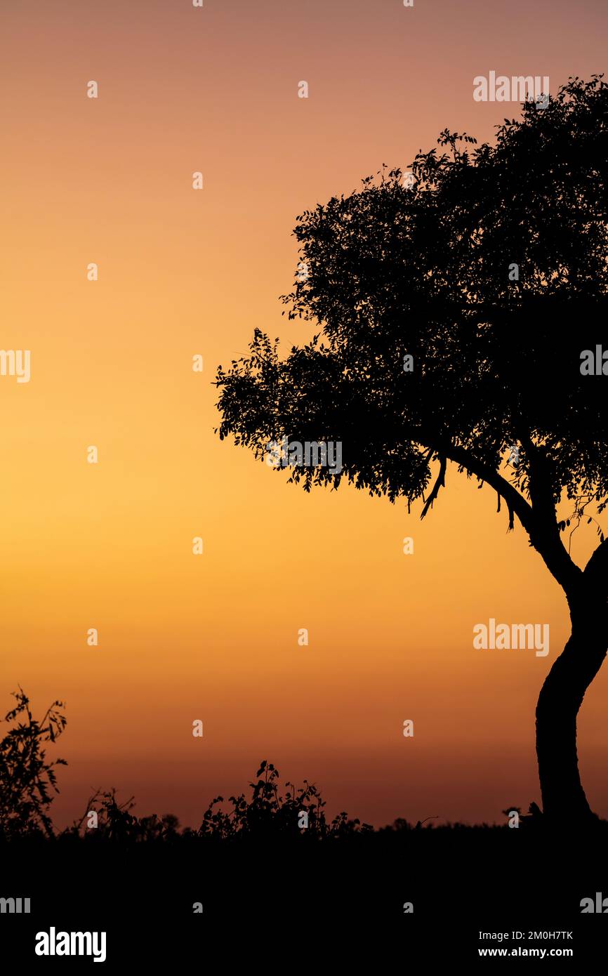 Acacia tree silhouette against orange purple African sunset sky. Hwange ...