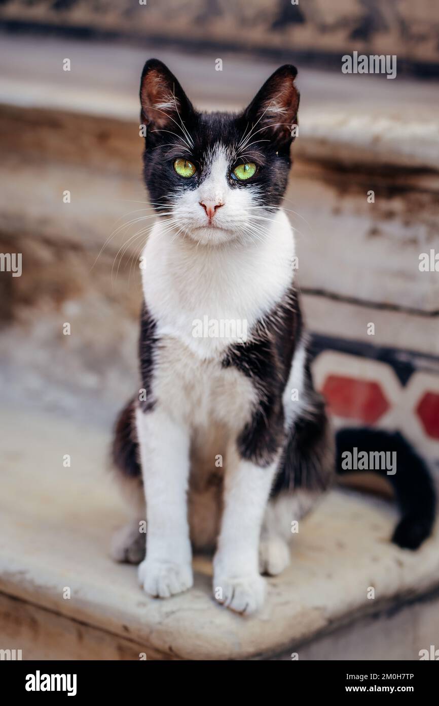 Istanbul stray street cat black and white Stock Photo - Alamy