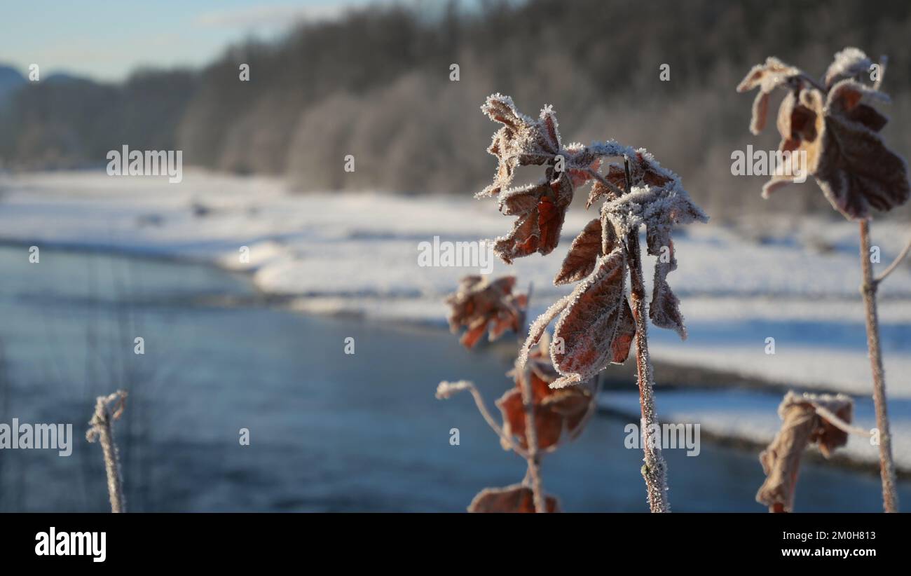 Brackendale eagles provincial park hi-res stock photography and images ...