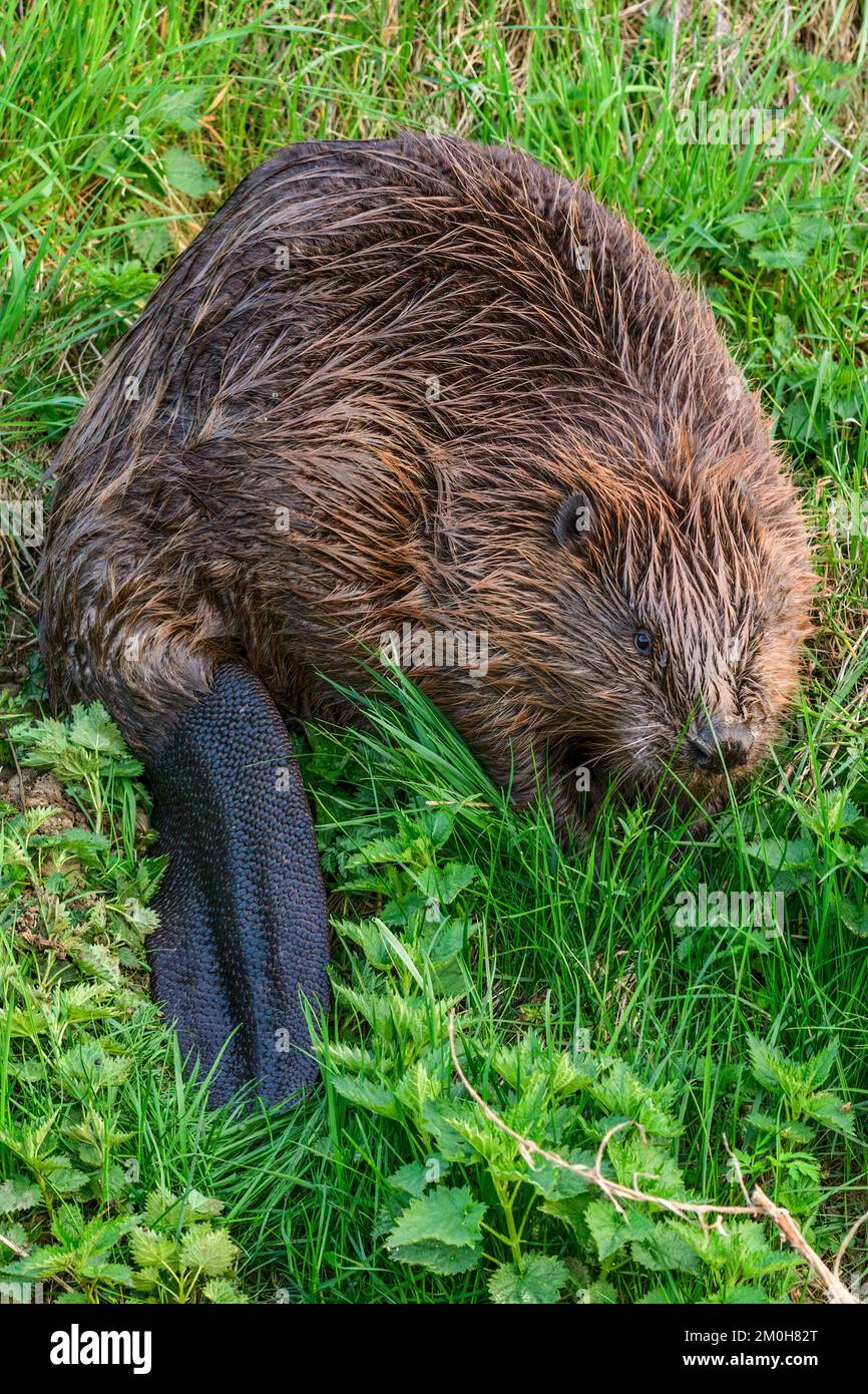Eurasian beaver Castor fiber in tall grass at dusk, closeup. Looking ...