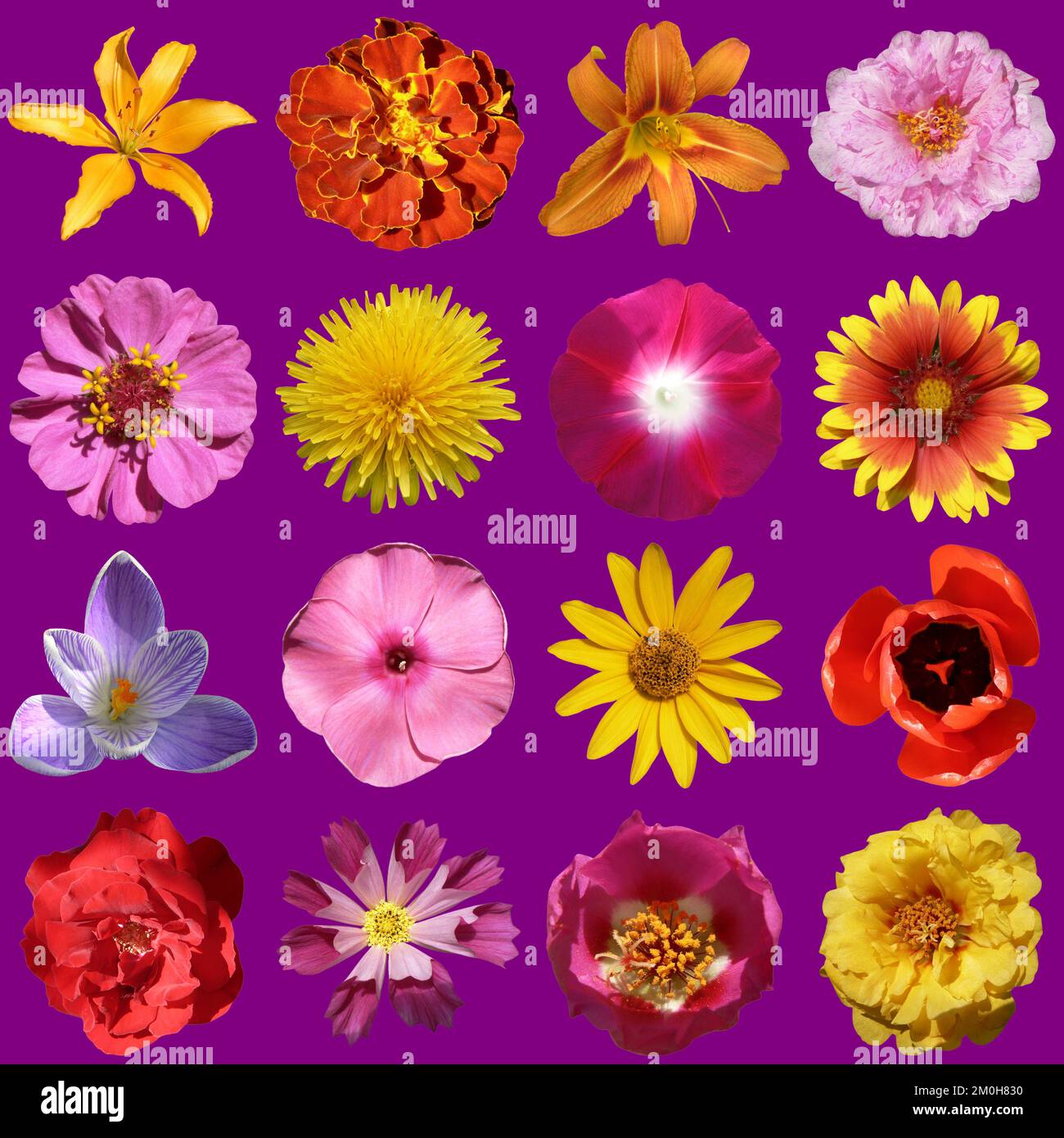 flowers collection isolated on velvet violet background Stock Photo - Alamy