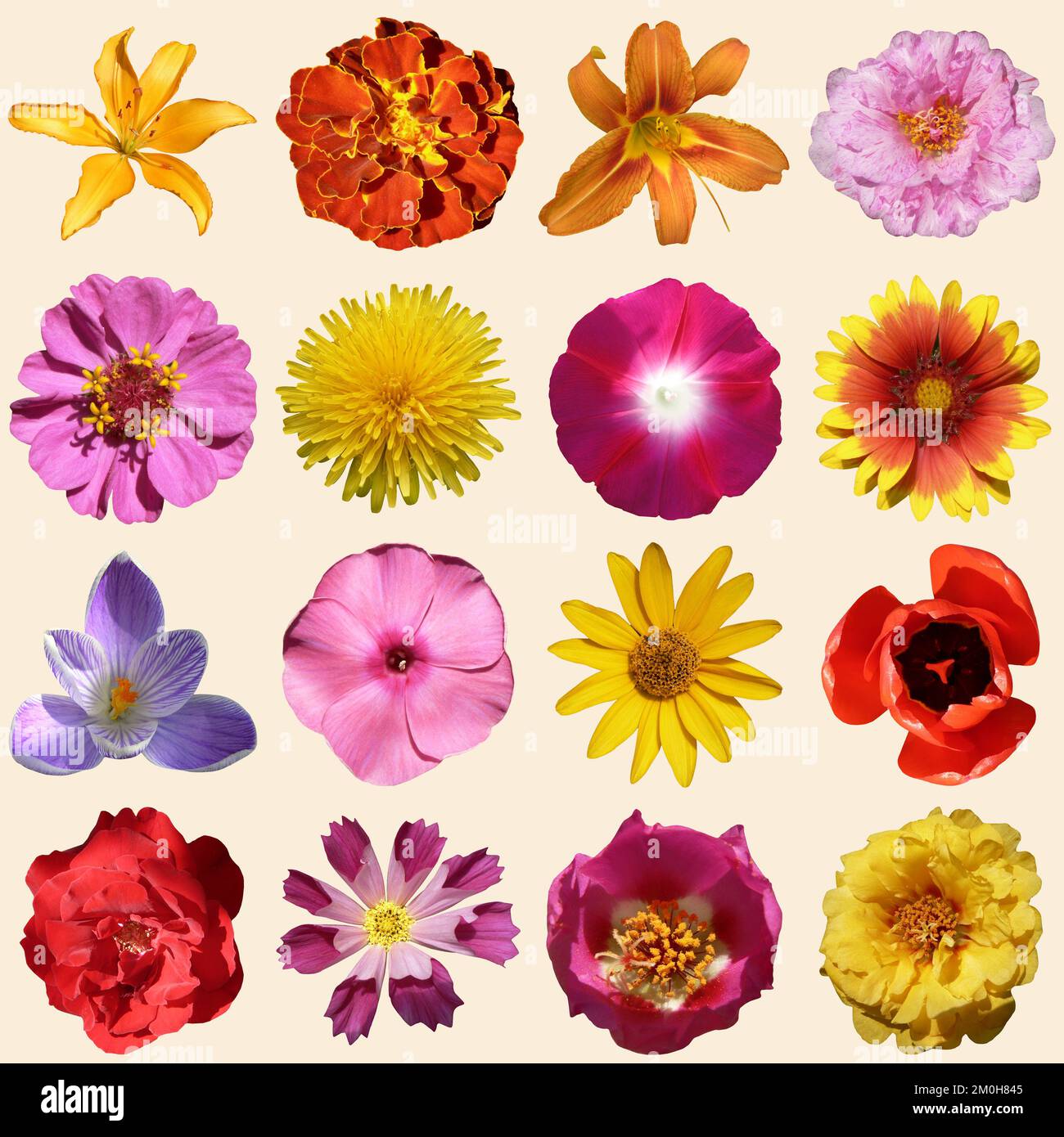 flowers collection isolated on floral white background Stock Photo - Alamy