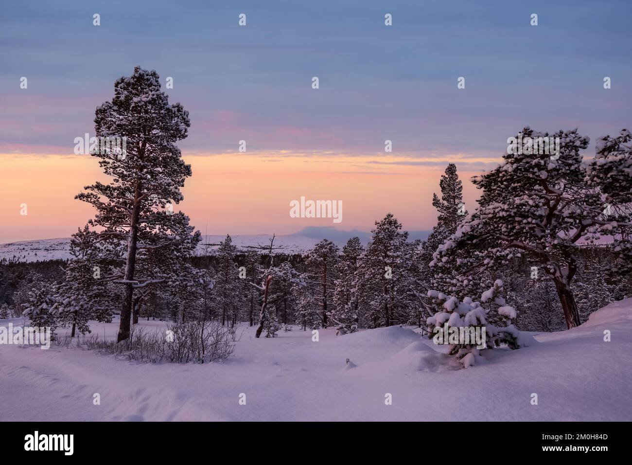 Sunset in the snowy forest with pine trees covered with snow after ...