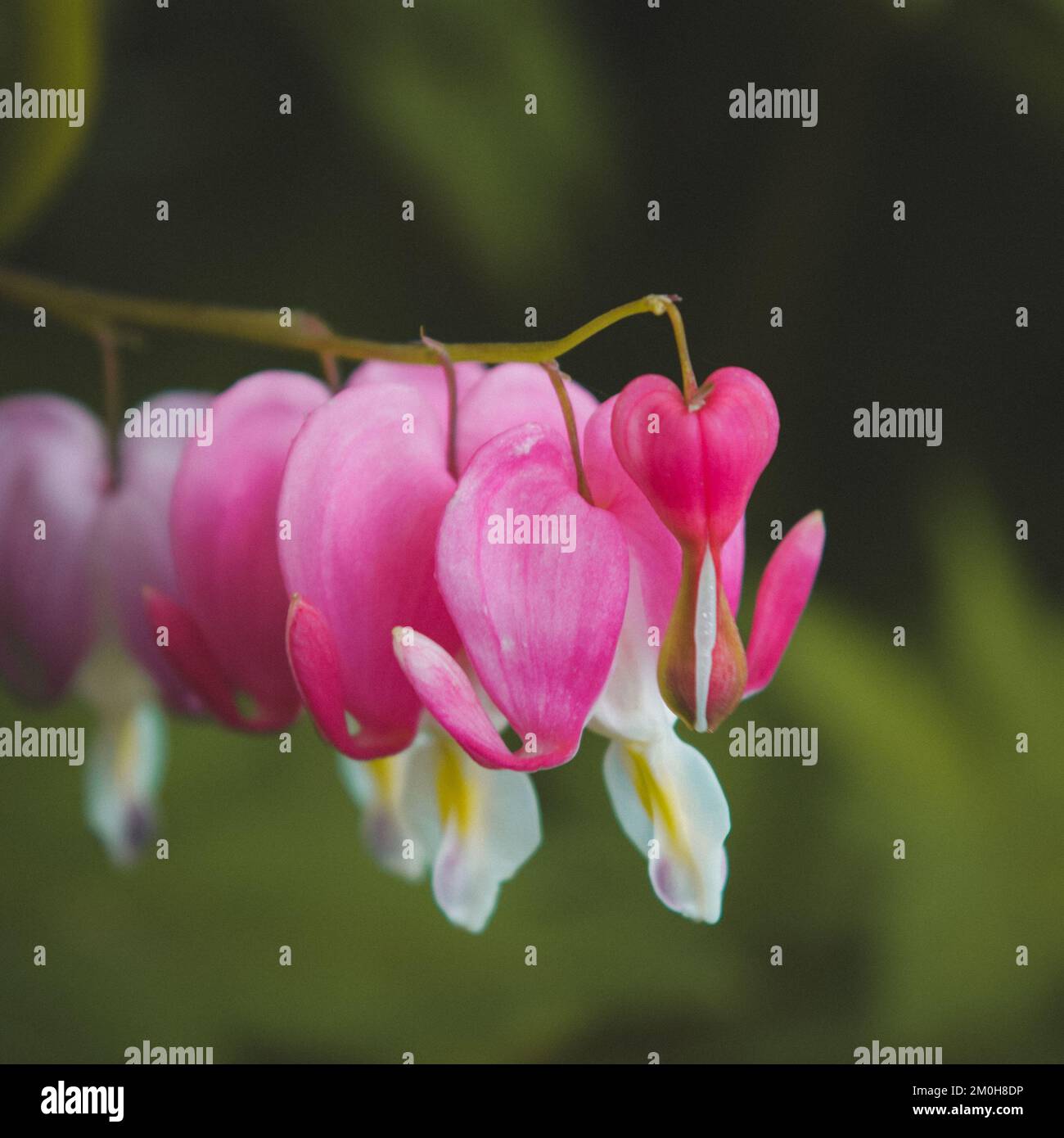 Close-up of Asian bleeding-heart plant Stock Photo - Alamy