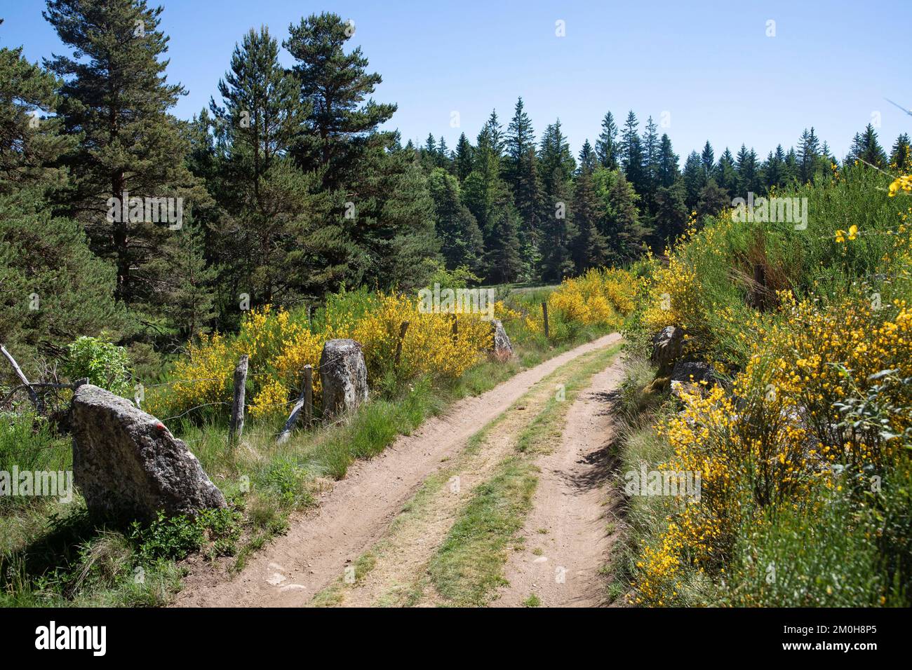 Forest of mercoire hi-res stock photography and images - Alamy
