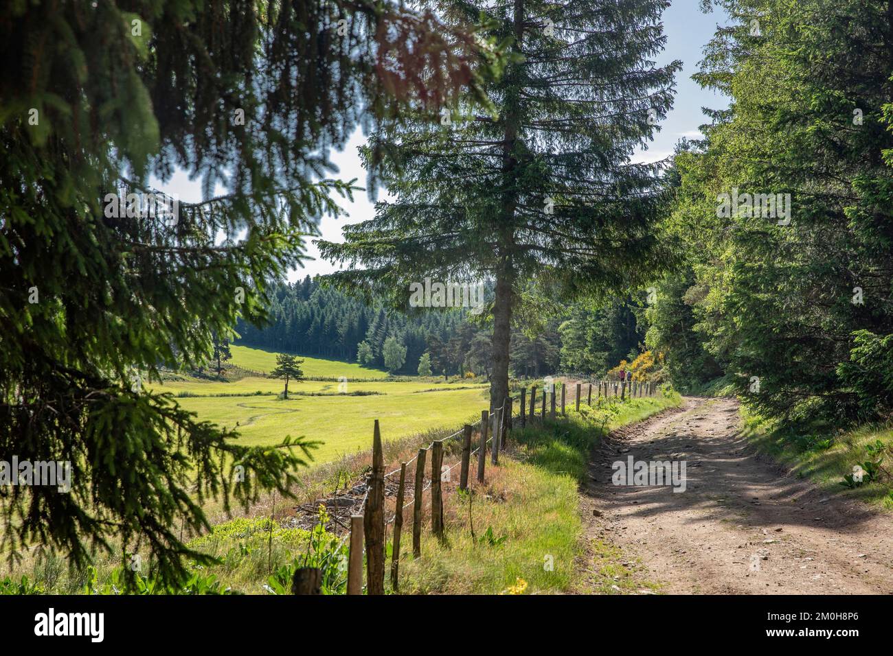 Forest of mercoire hi-res stock photography and images - Alamy