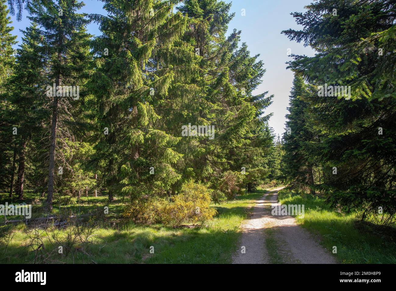 Forest of mercoire hi-res stock photography and images - Alamy