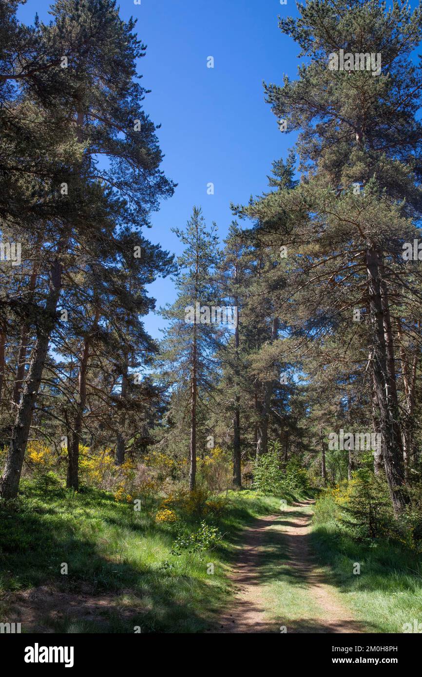 France, Lozere, Langogne, Mercoire forest Stock Photo - Alamy