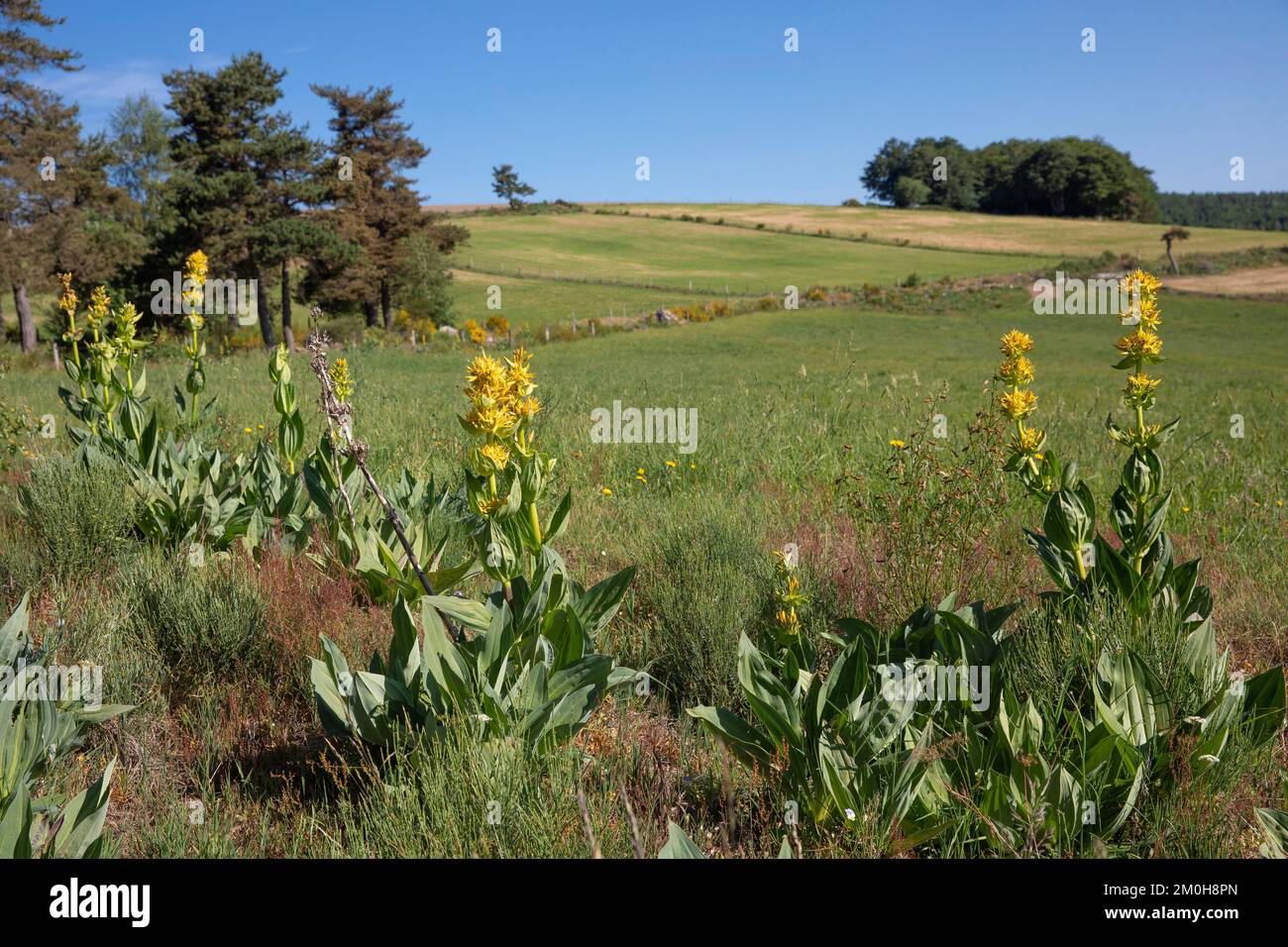 France, Lozere, Langogne, Mercoire forest Stock Photo - Alamy
