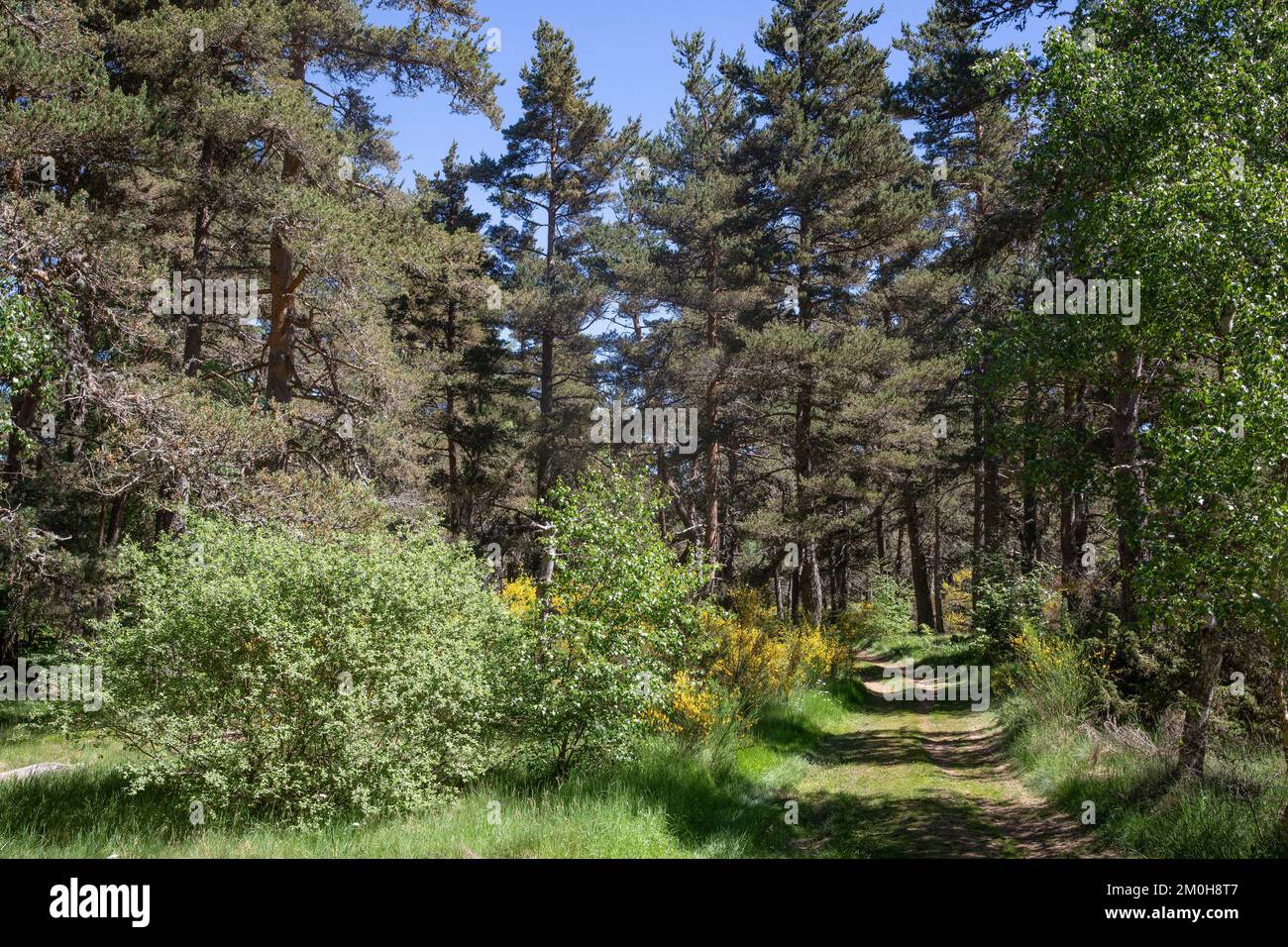 France, Lozere, Langogne, Mercoire forest Stock Photo - Alamy