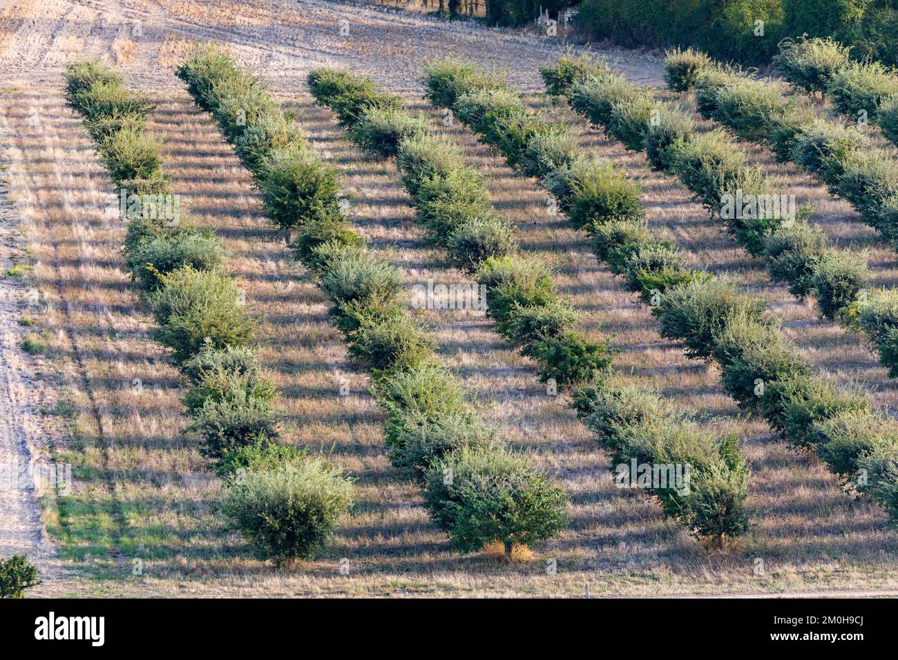 Truffle tree plantation hi-res stock photography and images - Alamy