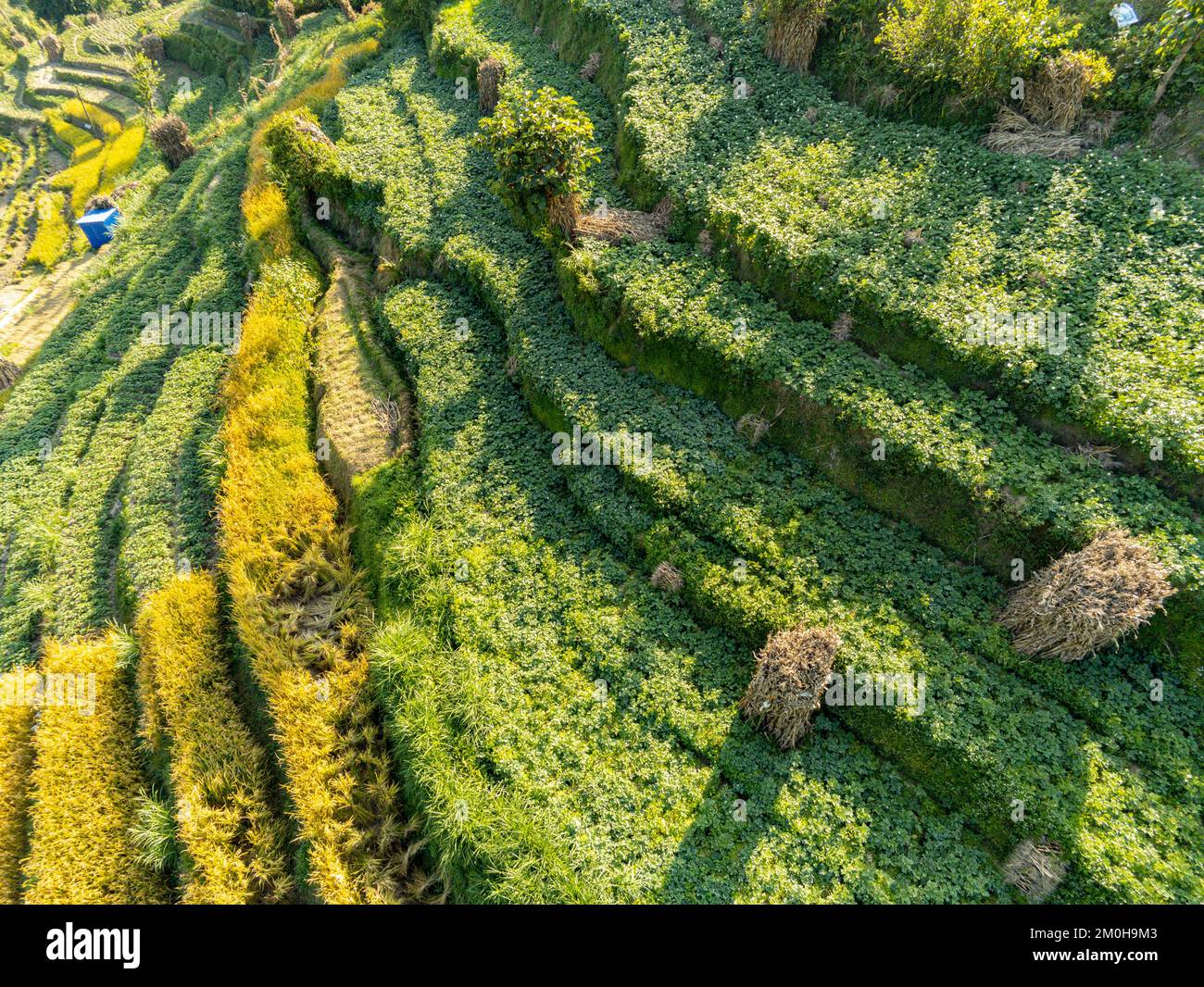 Nepal, Nagarkot region, surroundings of Tukucha Nala, rice terraces ...