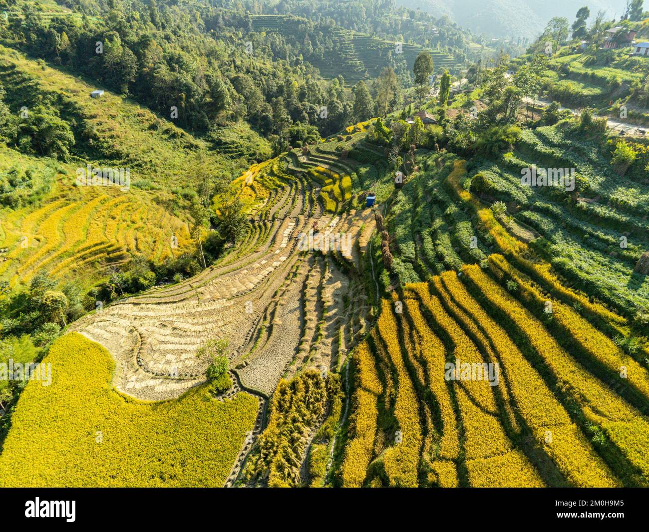 Nepal, Nagarkot region, surroundings of Tukucha Nala, rice terraces ...