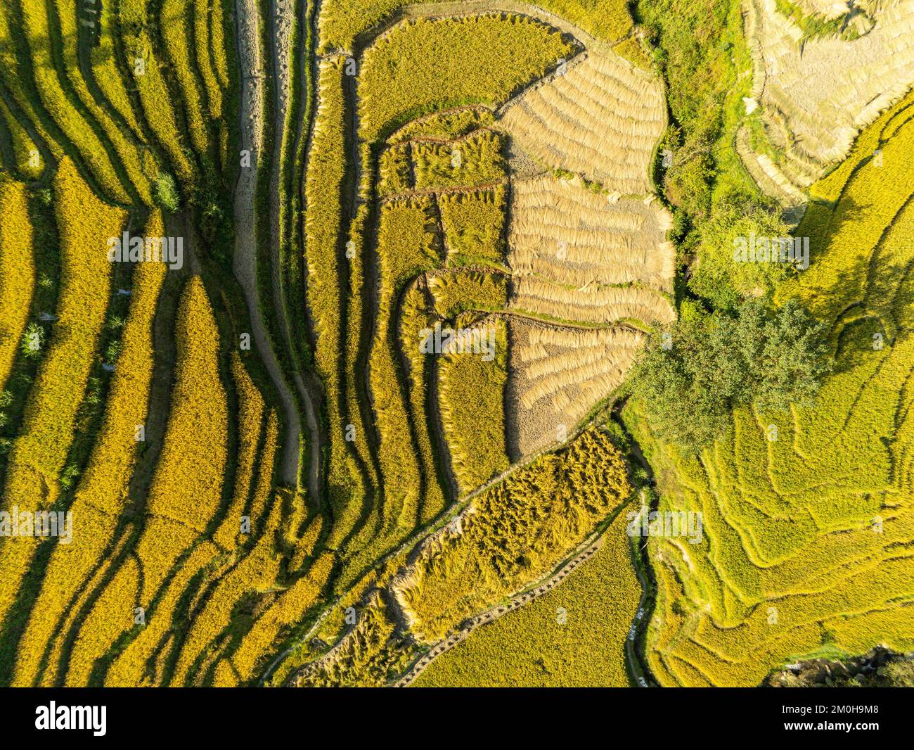 Nepal, Nagarkot region, surroundings of Tukucha Nala, rice terraces ...