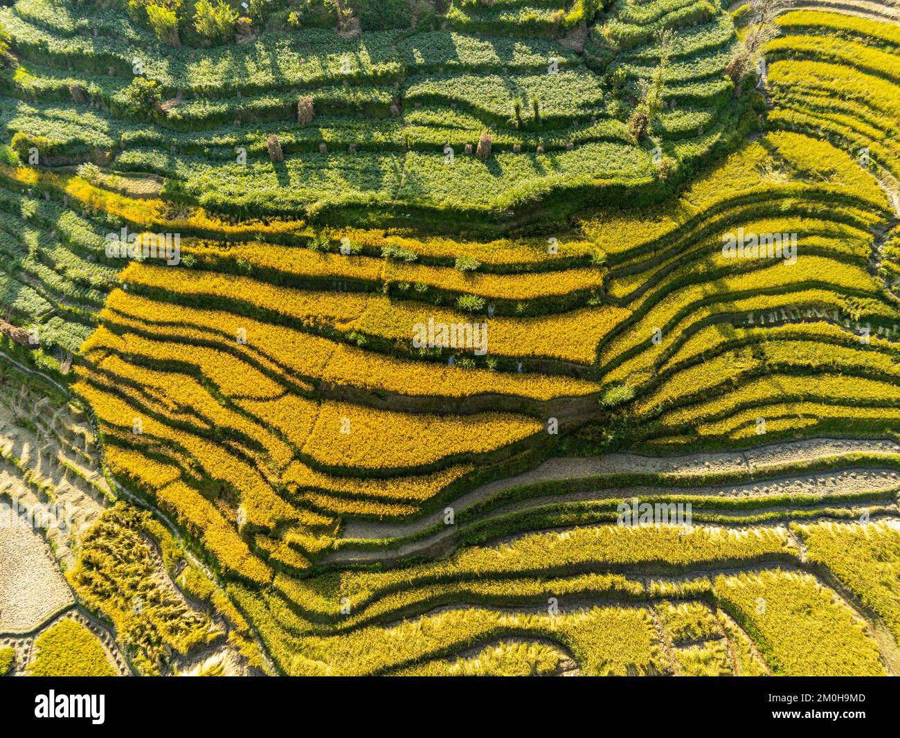 Nepal, Nagarkot region, surroundings of Tukucha Nala, rice terraces ...