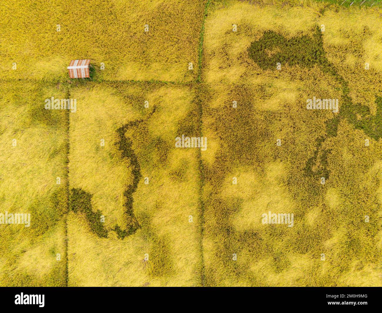 Nepal, Chitwan region, Ratnanagar, rice terraces (aerial view Stock ...