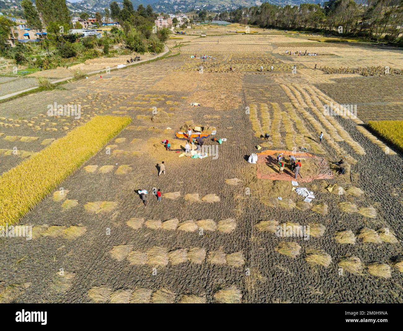 Nepal, Kathmandu valley, surroundings of Bhaktapur, rice harvest ...