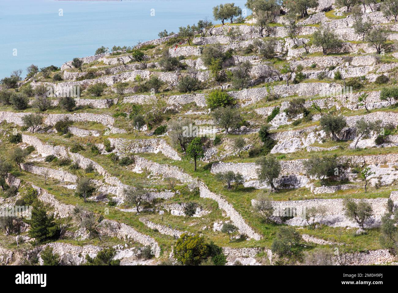 Italy, Apulia, Monte Sant Angelo, olive trees and terraced fields Stock ...