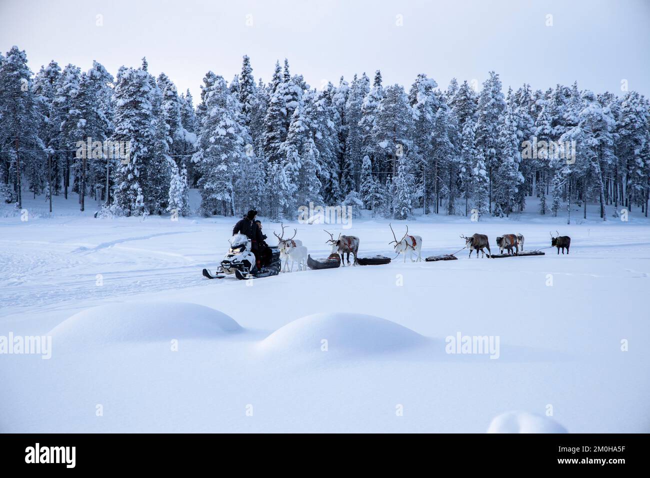 Sweden, Norbotten County, Jokkmokk, herder moving his reindeer on a ...