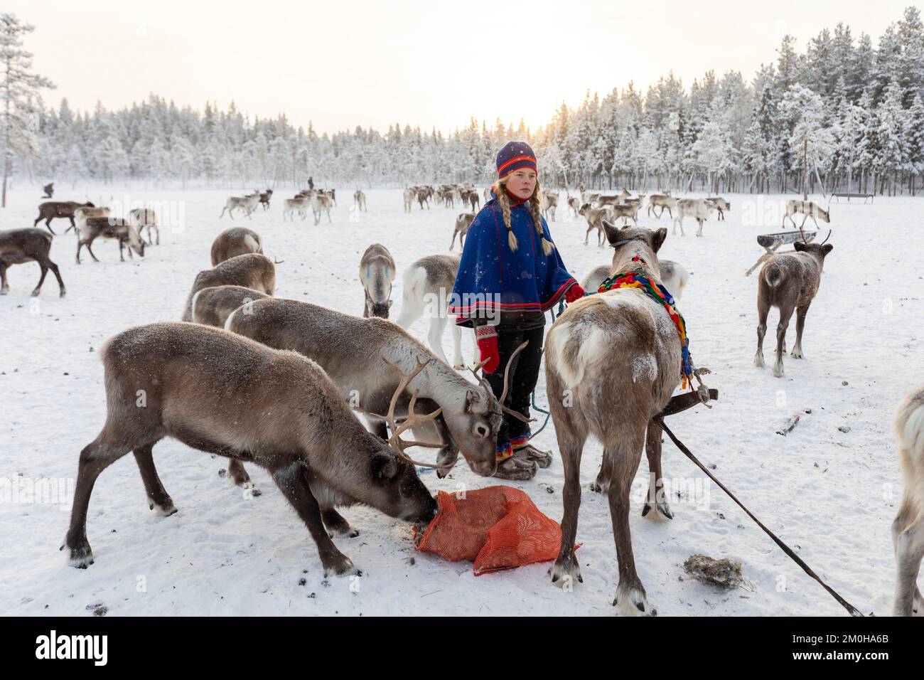 Sweden, Norbotten County, Jokkmokk, reindeer herder in her coral (pen ...