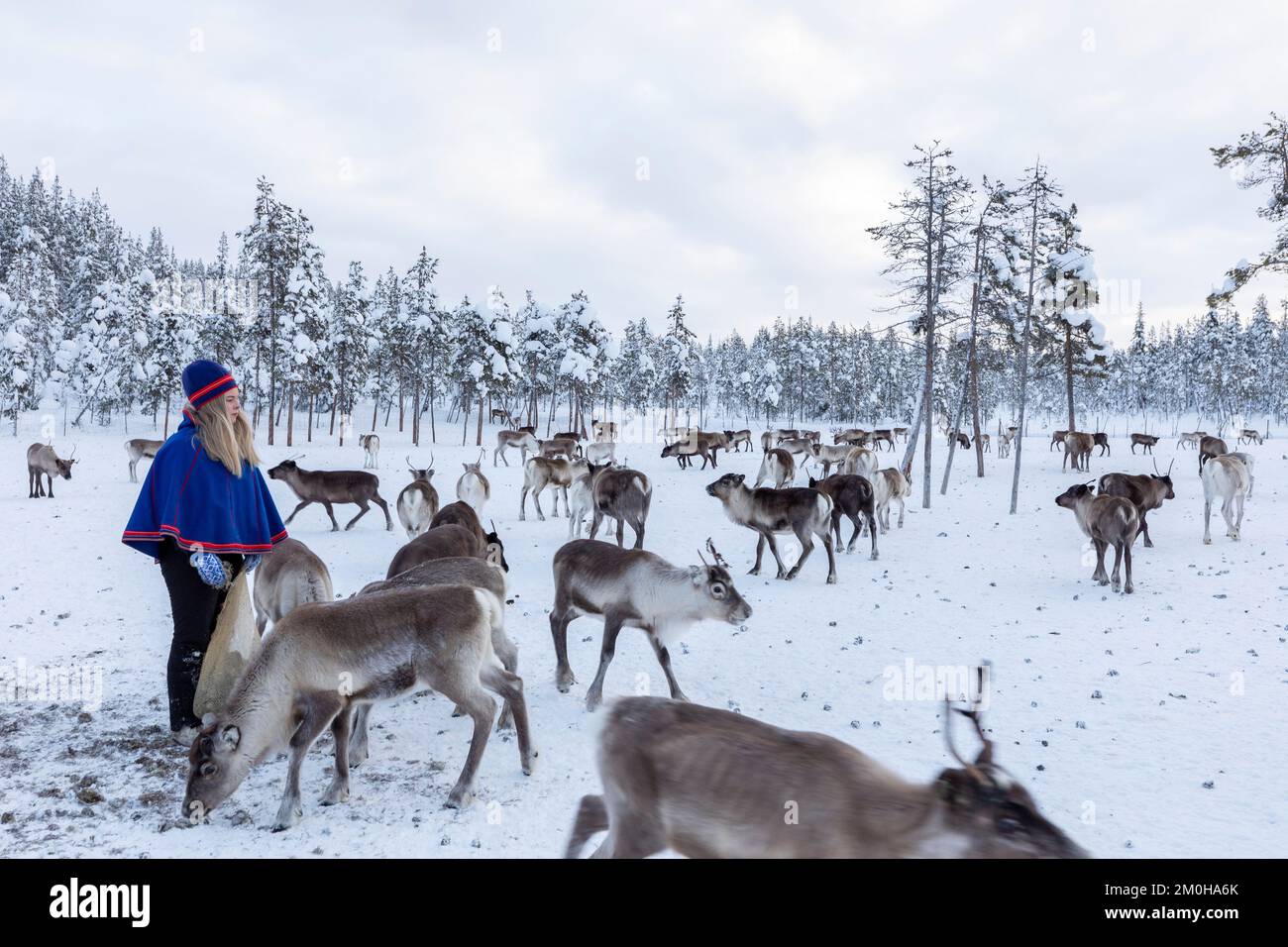 Sweden, Norbotten County, Jokkmokk, reindeer herder in her coral (pen ...