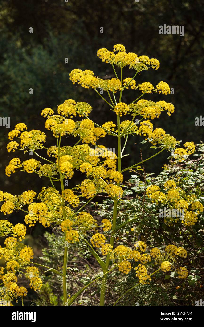 France, Corse du Sud, Domaine de Murtoli, green anise Stock Photo - Alamy
