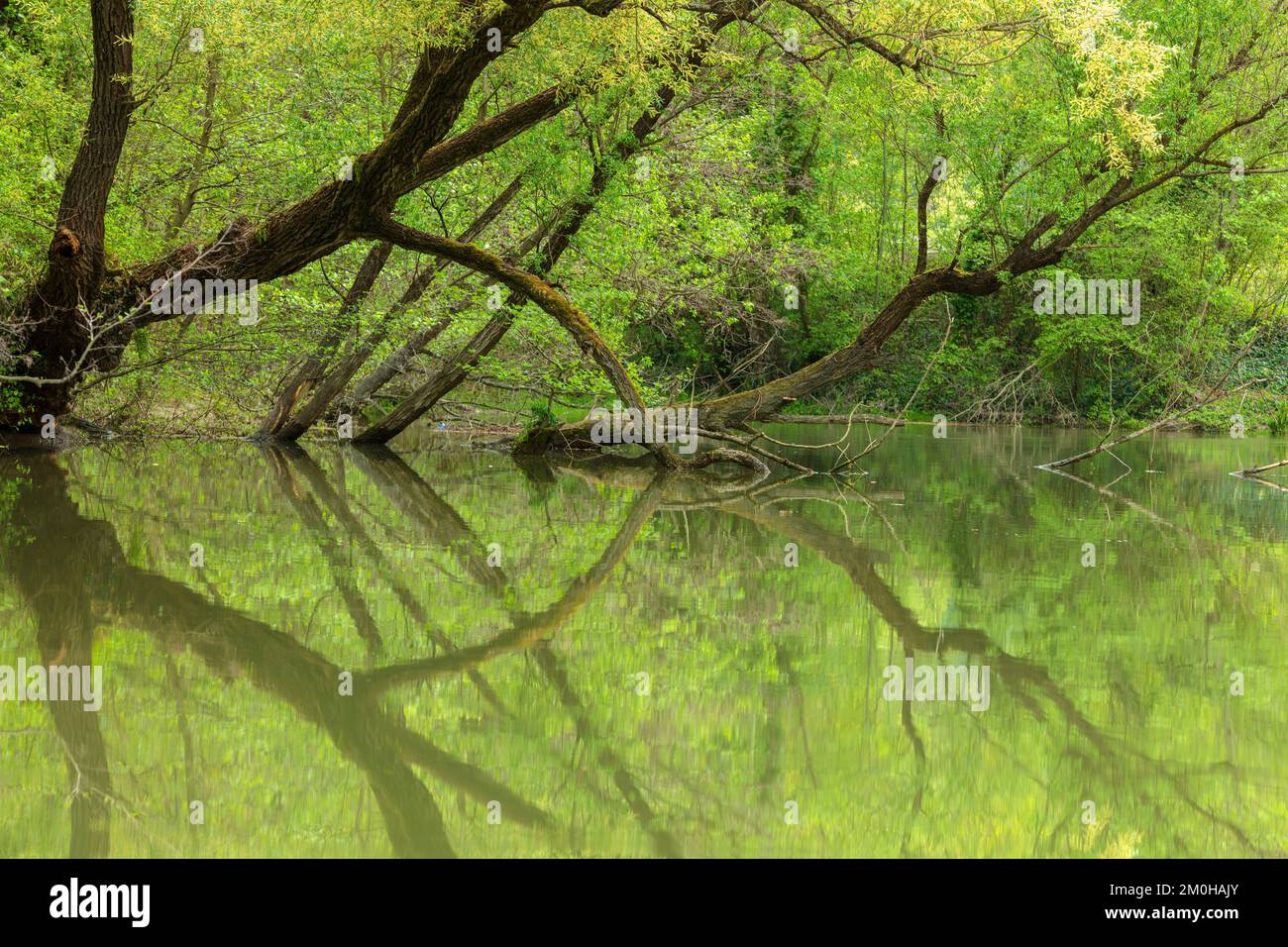 France, Rhone, Saint Romain en Gal, island of Barlet, lone on the river ...