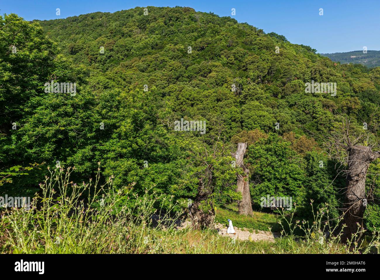 France, Var, Massif des Maures, Collobrieres, chestnut tree of the ...