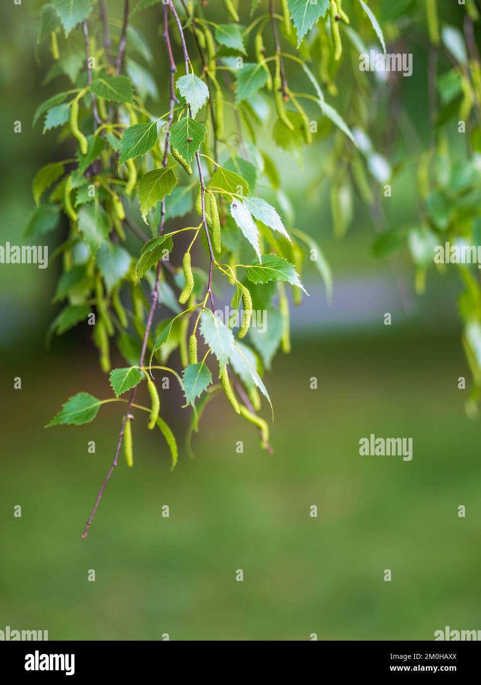 Birch branches with fresh green leaves and seeds. The branch of a birch ...