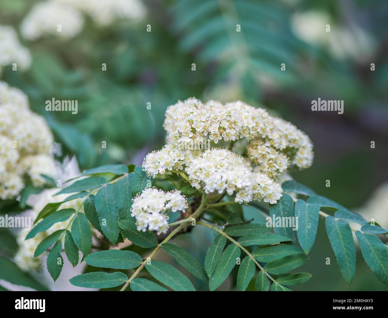 White blooming rowan tree in the garden on sunny spring day close up ...