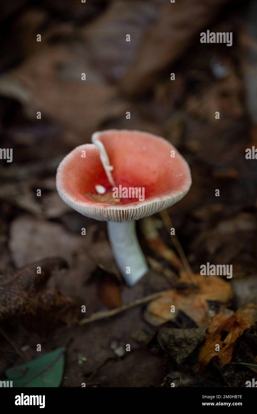 A vertical shot of a russula mushroom growing in the forest Stock Photo ...