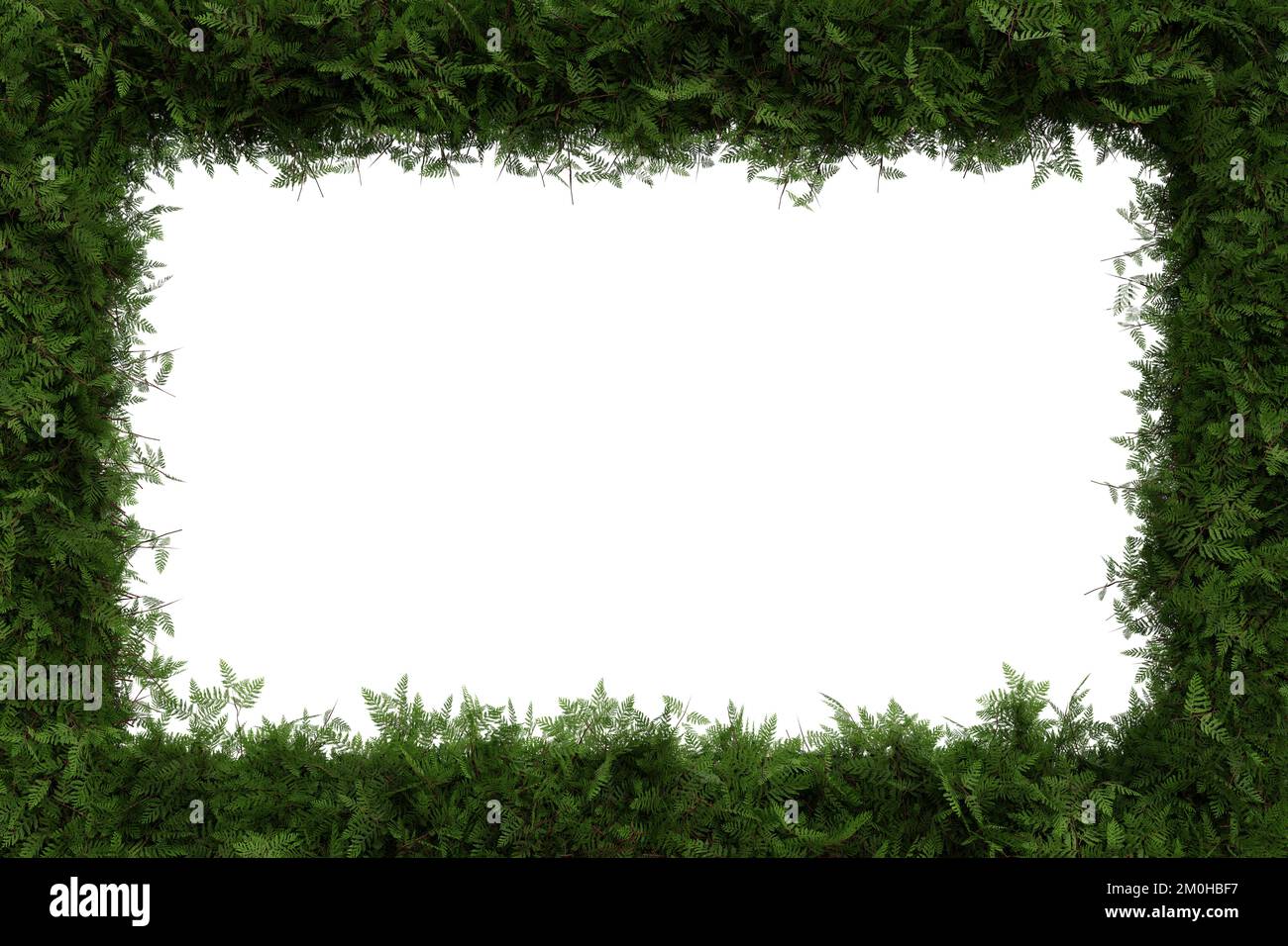Green cypress leaves border isolated on transparent background - 3D ...