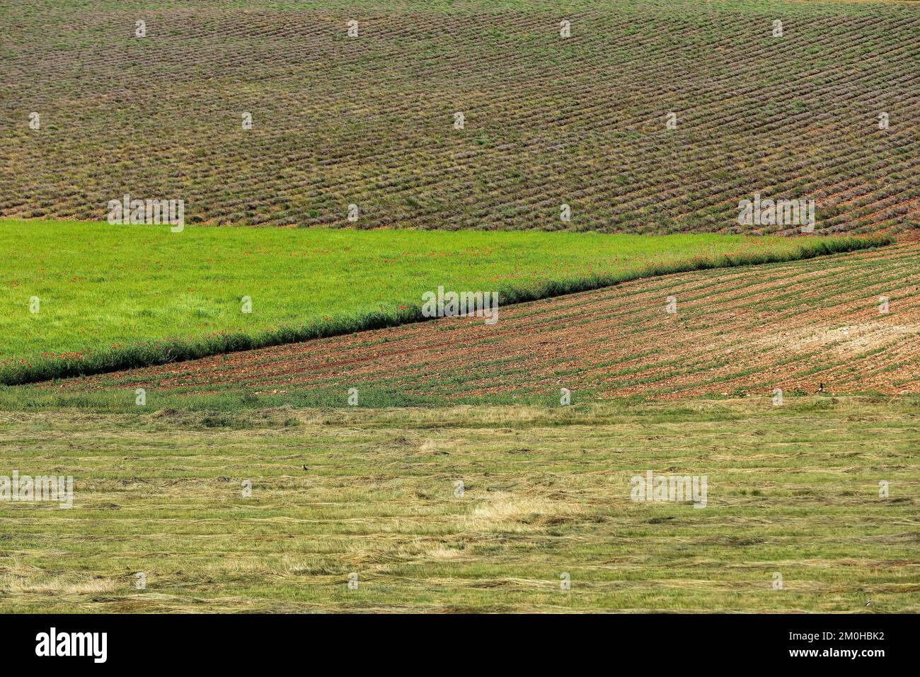 France, Vaucluse, Lagarde d'Apt, lavender field Stock Photo - Alamy