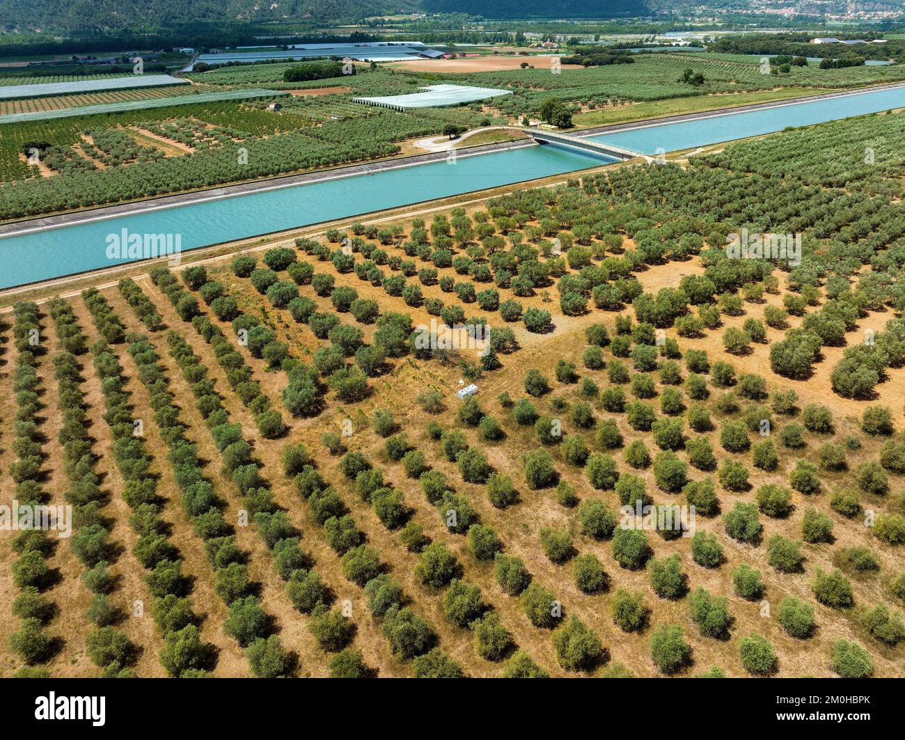 France, Alpes de Haute Provence, Les Mees, field of olive trees, EDF ...