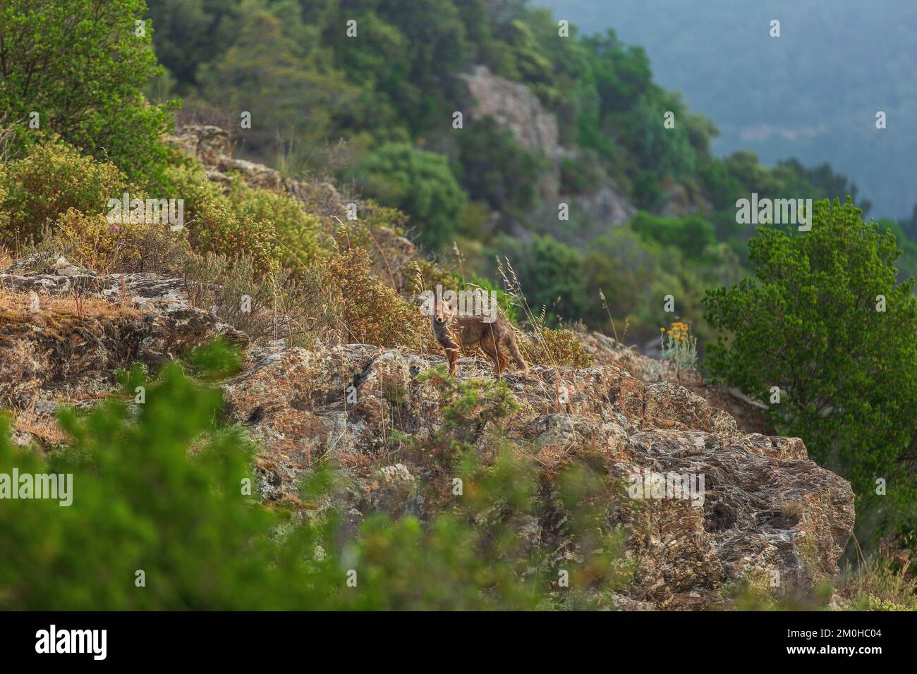 France, Var, Massif des Maures, La Garde Freinet, fox Stock Photo - Alamy