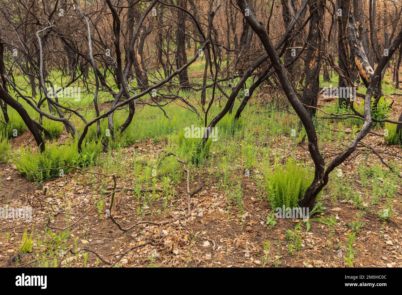 France, Var, Massif des Maures, La Mole, landscape after the fire Stock ...