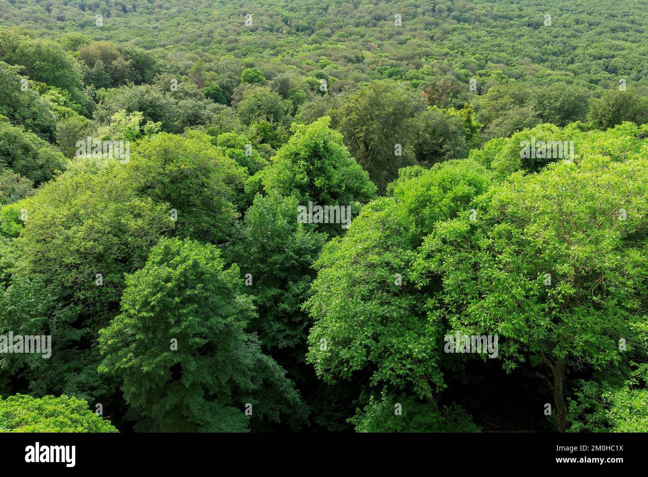 France, Var, Regional Natural Park of Sainte Baume, Green Provence ...
